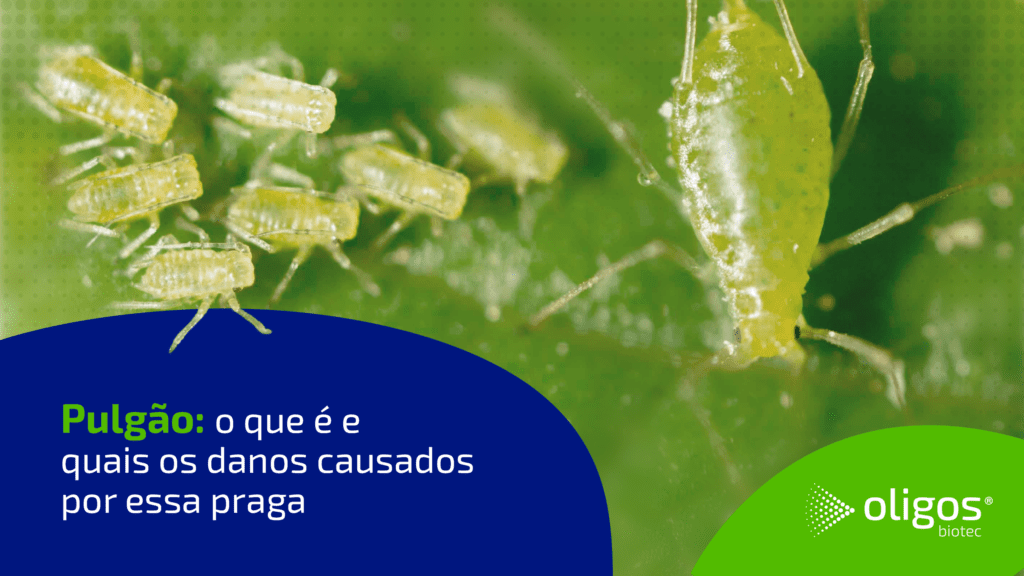 Pulgão: o que é e quais danos eles podem causar