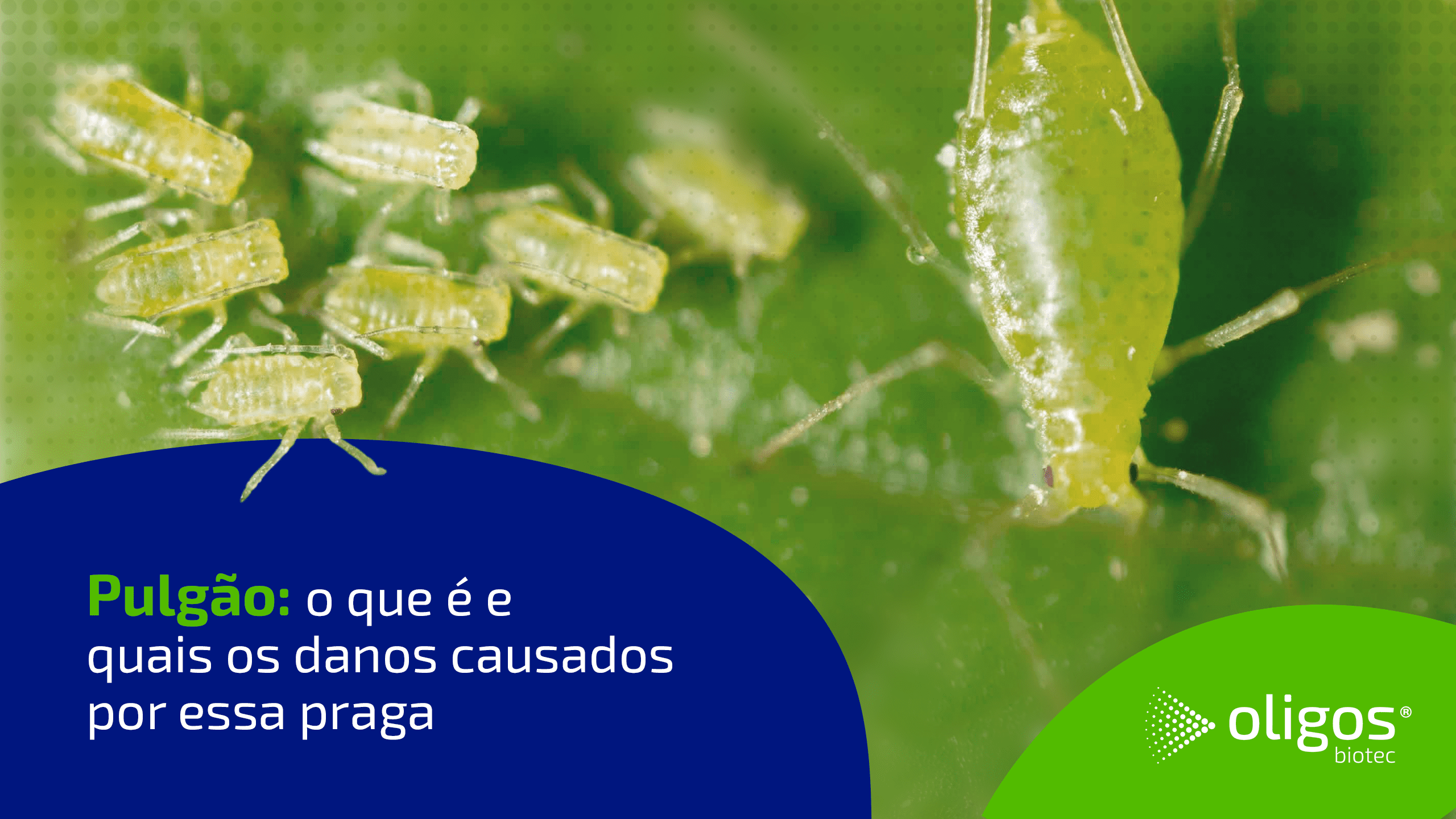 Primeiros Insetos Alados Planeta Dos Insetos”, Da Bióloga