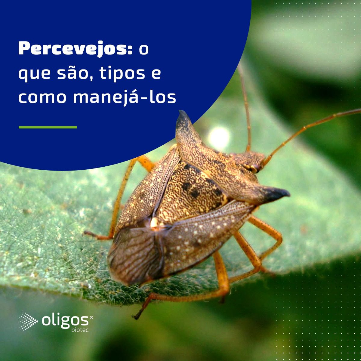 Percevejos: o que são, quais são os tipos e como manejá-los